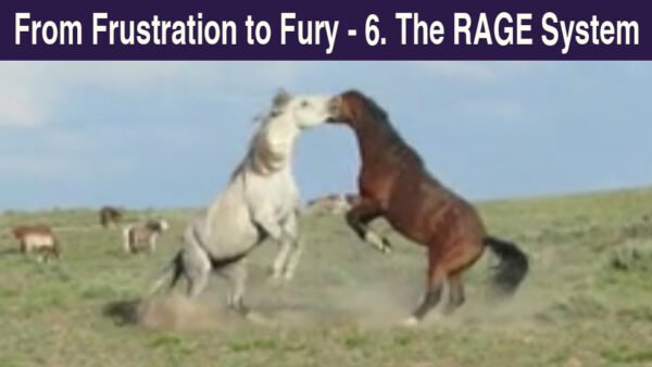 From Frustration to Fury - 6. The RAGE System - Connection Training