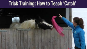 Trick Training: How to Teach 'Catch' - Connection Training