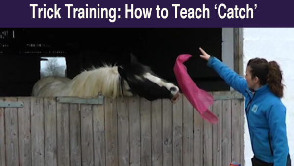 Trick Training: How to Teach 'Catch' - Connection Training