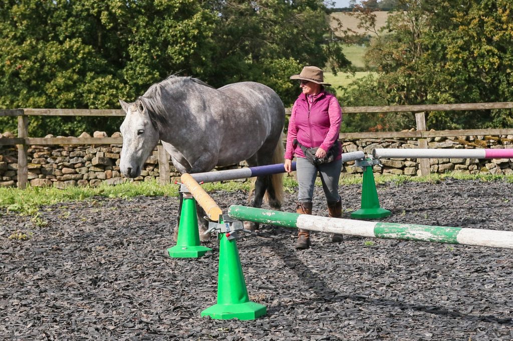 Positive Horse Training Study Groups 2021 (get to the next level with ...