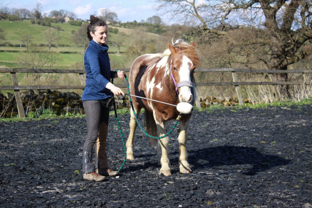 Positive Horse Training Study Groups 2021 (get to the next level with ...