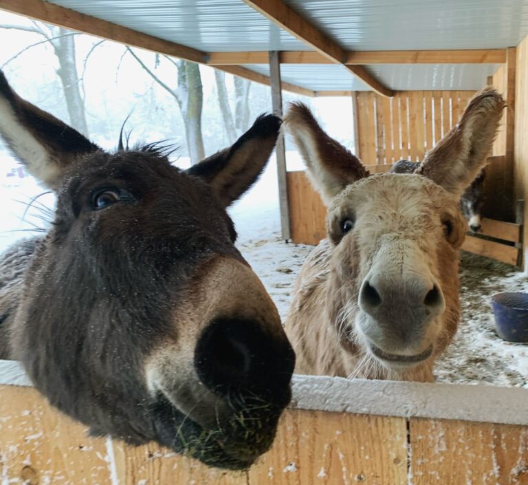 Trick Training: How to Teach 'Catch' - Connection Training
