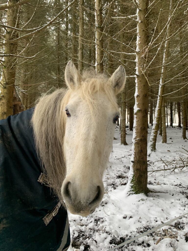 Trick Training: How to Teach 'Catch' - Connection Training