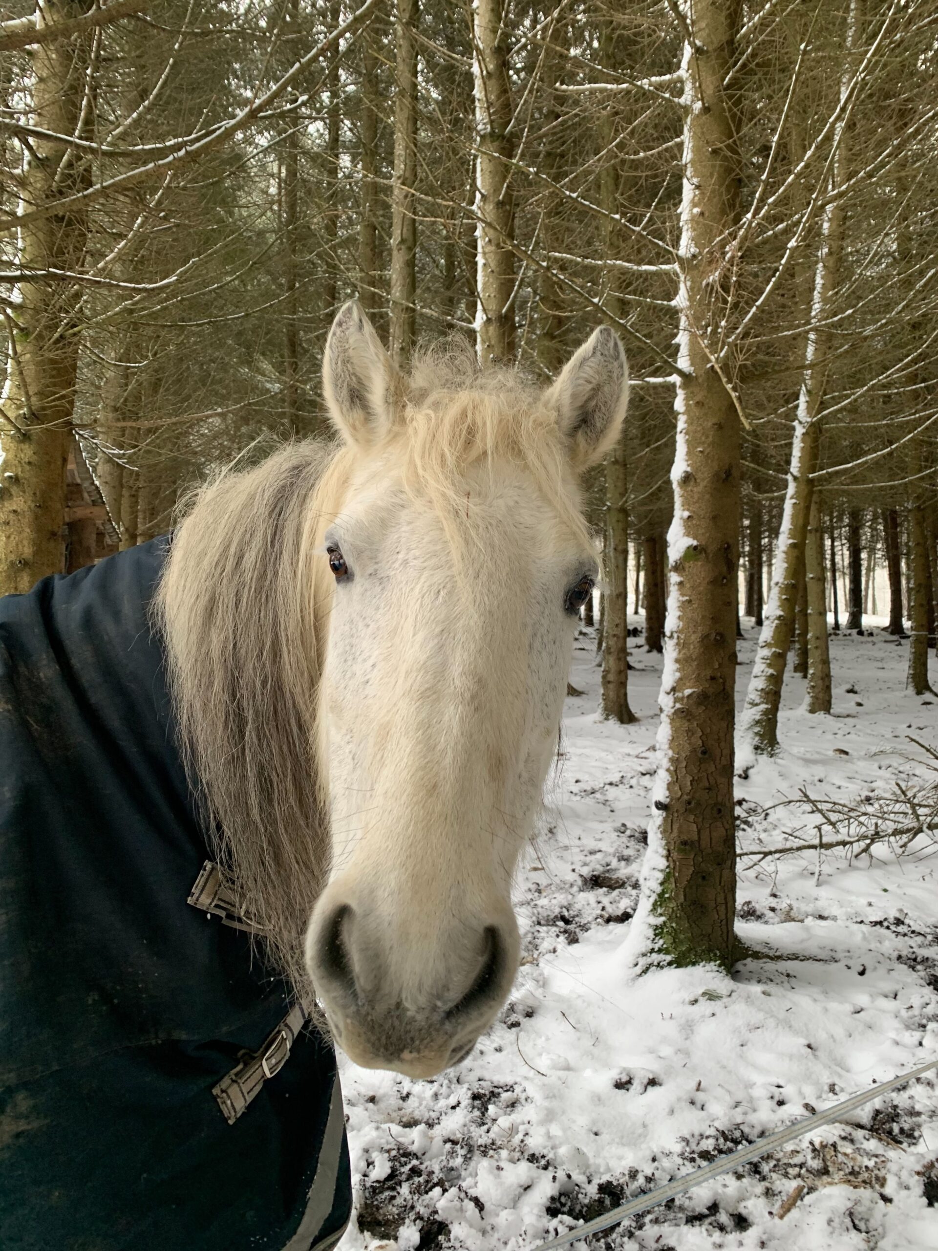 Connection Training | Positive Horse Training & Horsemanship