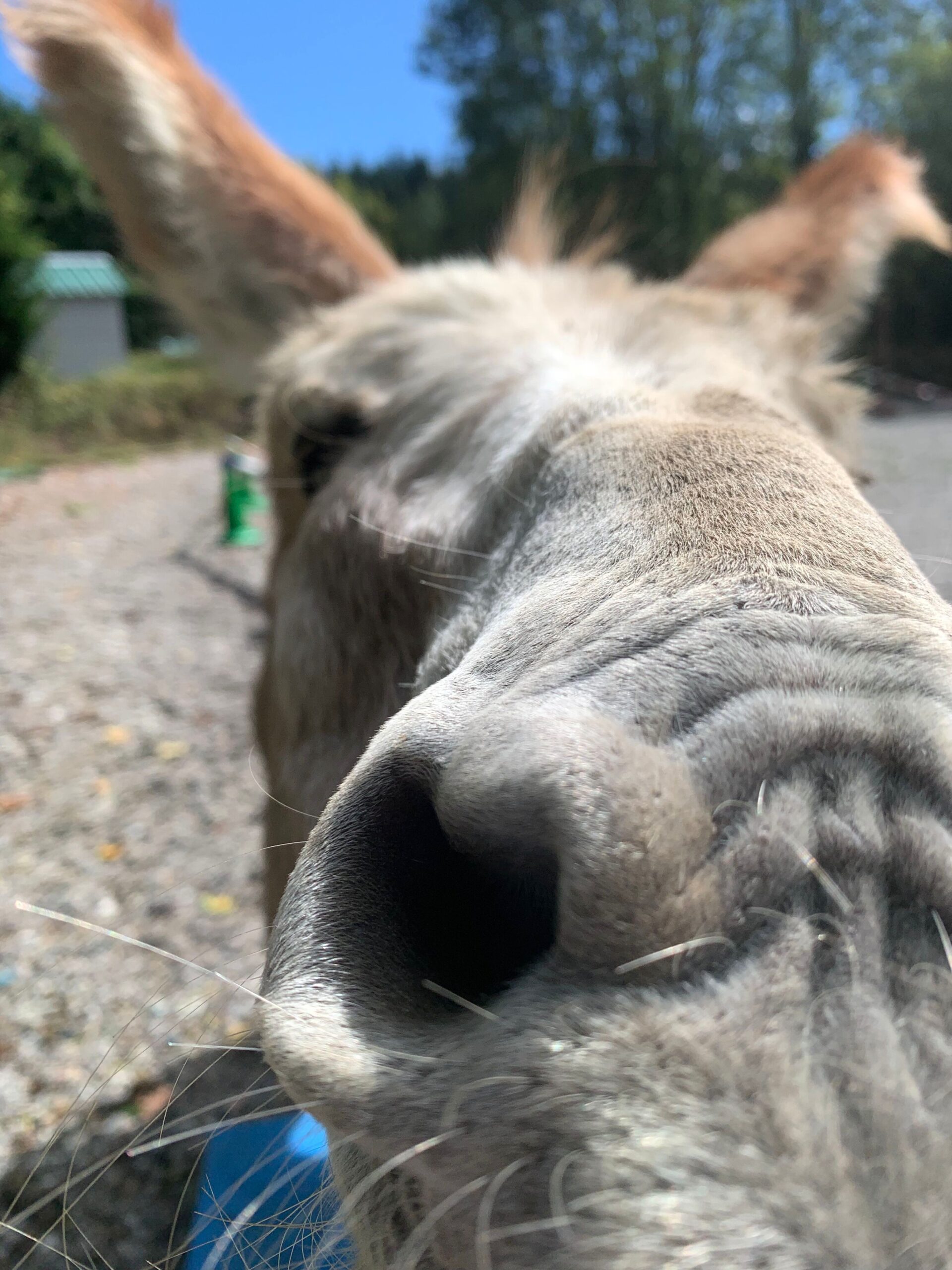 Connection Training | Positive Horse Training & Horsemanship