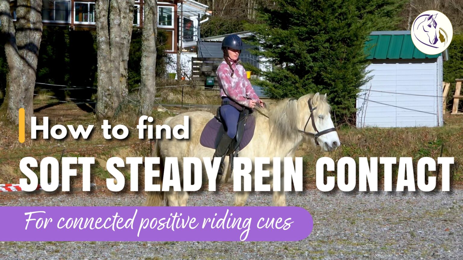 Soft Steady Rein Contact (positive horse training) - Connection Training