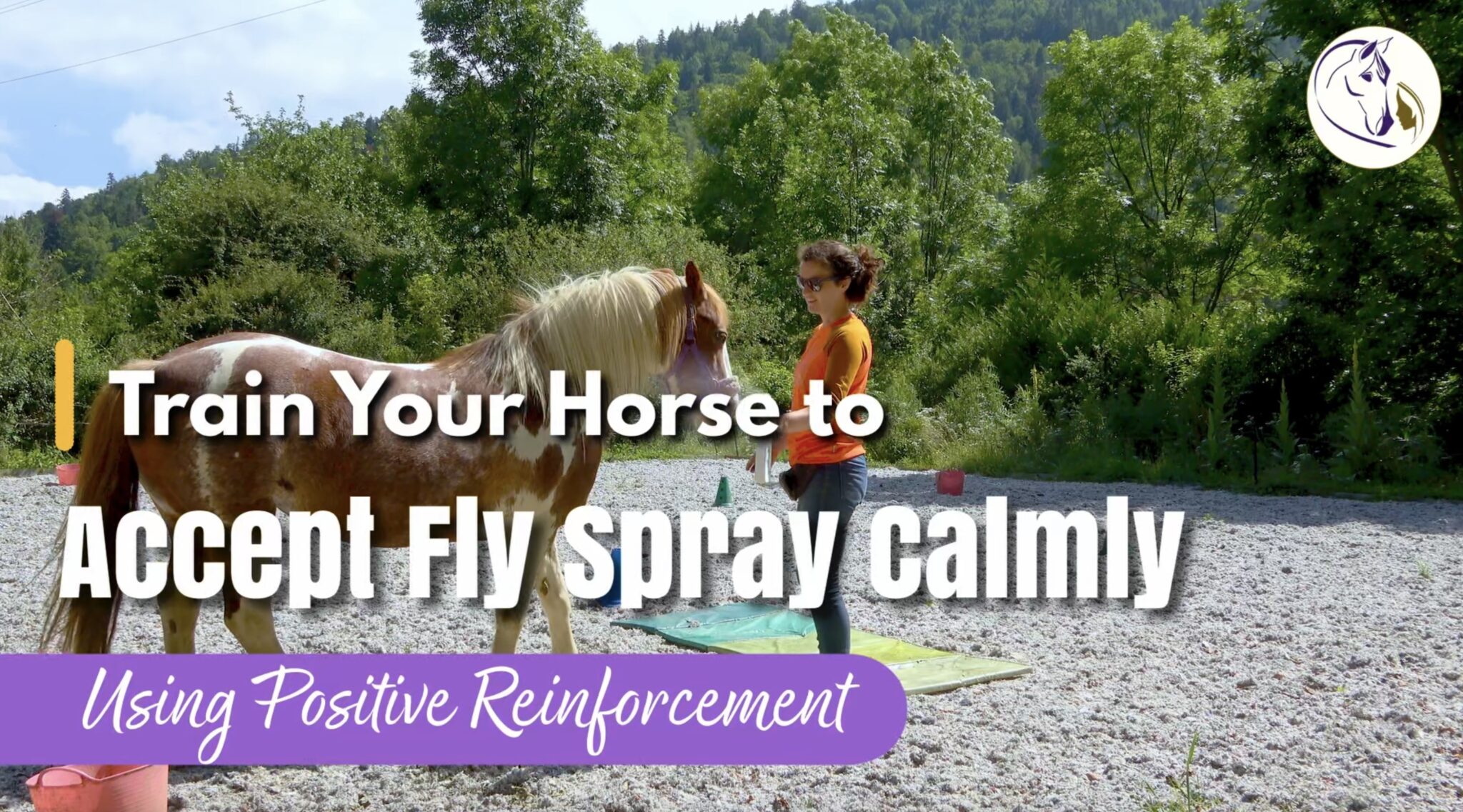 Teach your horse to stand for fly spray with positive reinforcement - Connection Training